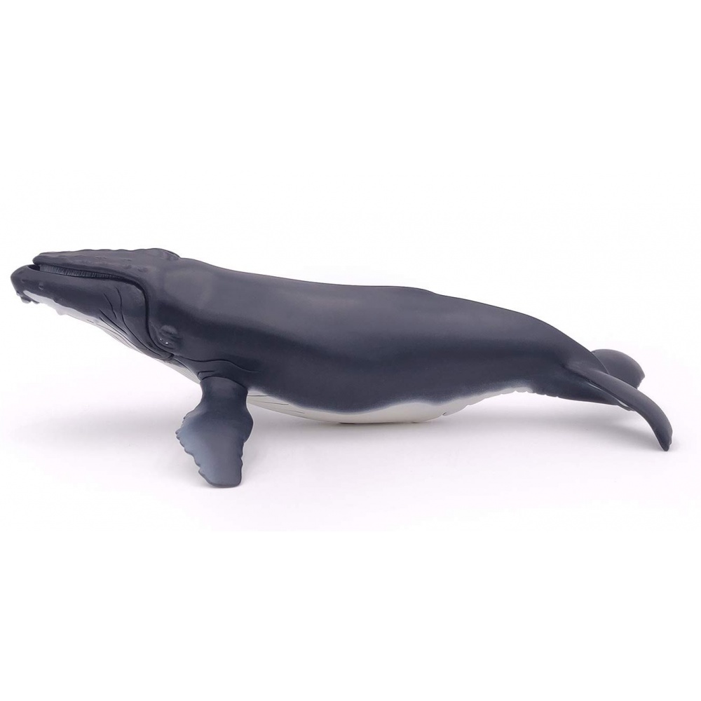 Морські тварини